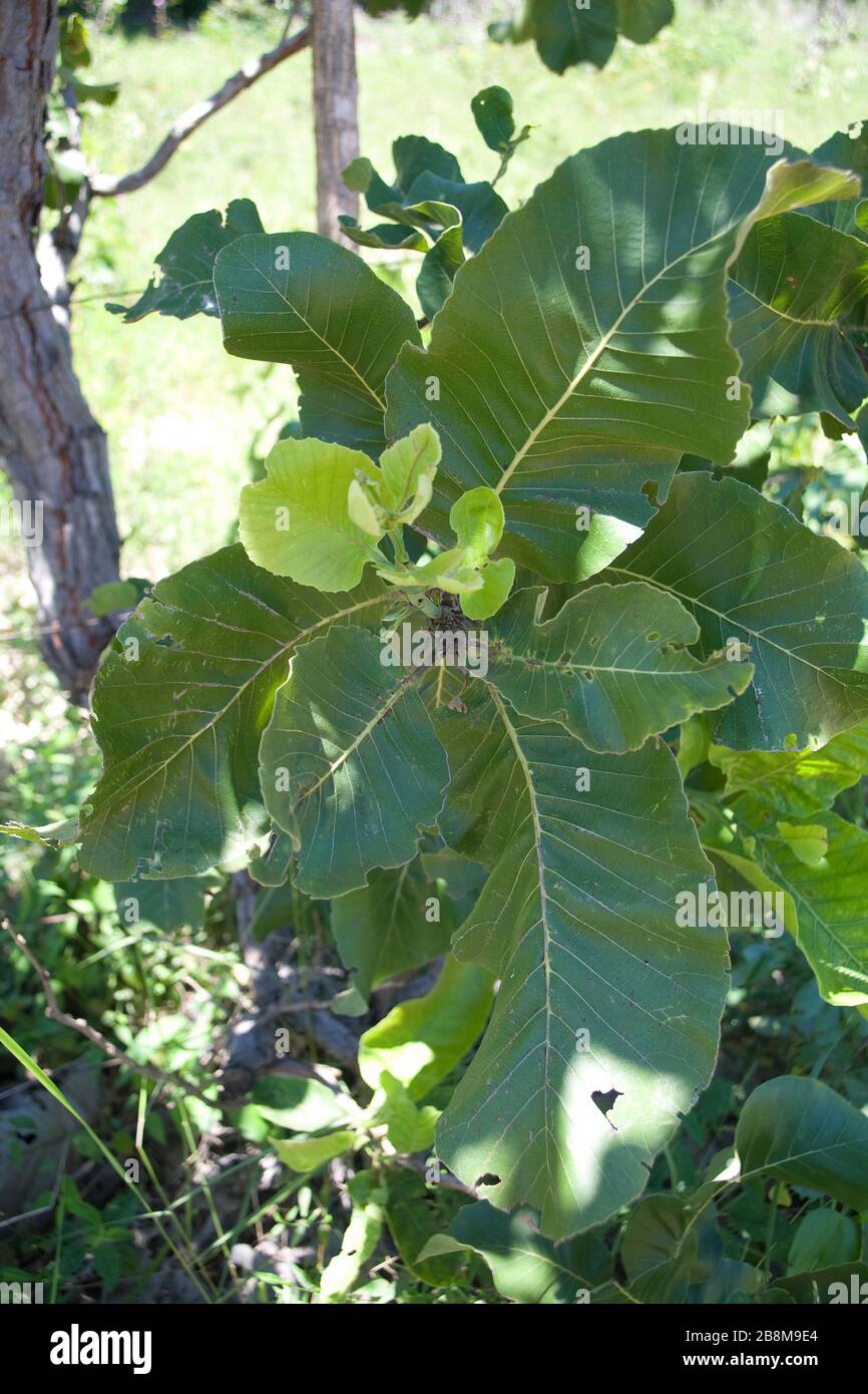 American curatella hi-res stock photography and images - Alamy