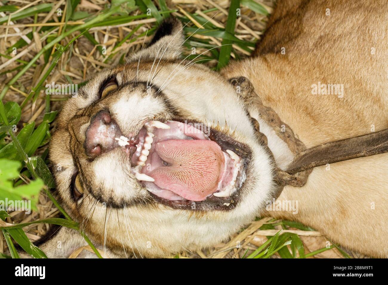 Puma teeth hi-res stock photography and images - Alamy
