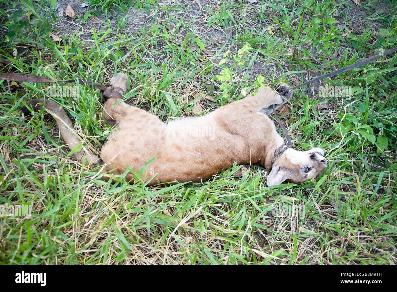 Onca-parda, capturada por peões, Puma, Puma concolor, Captured by ...