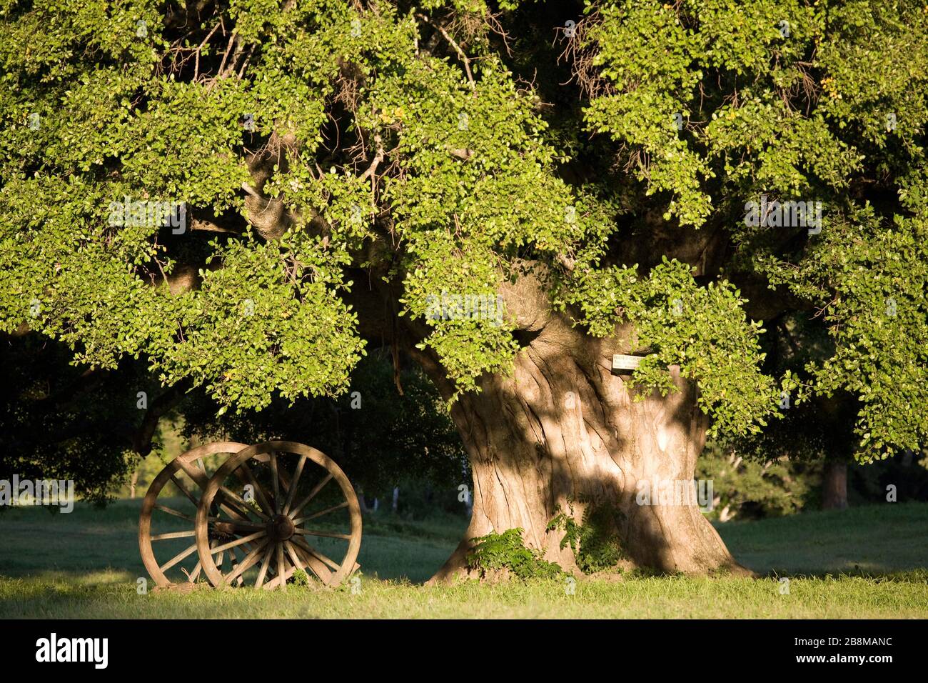 Sul tree trees plant plants hi-res stock photography and images - Alamy