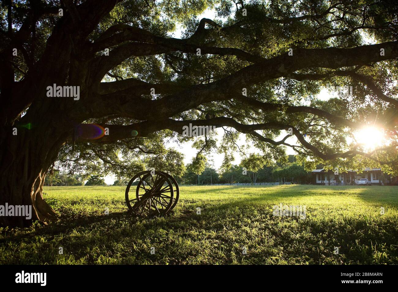 Sul tree trees wood hi-res stock photography and images - Alamy