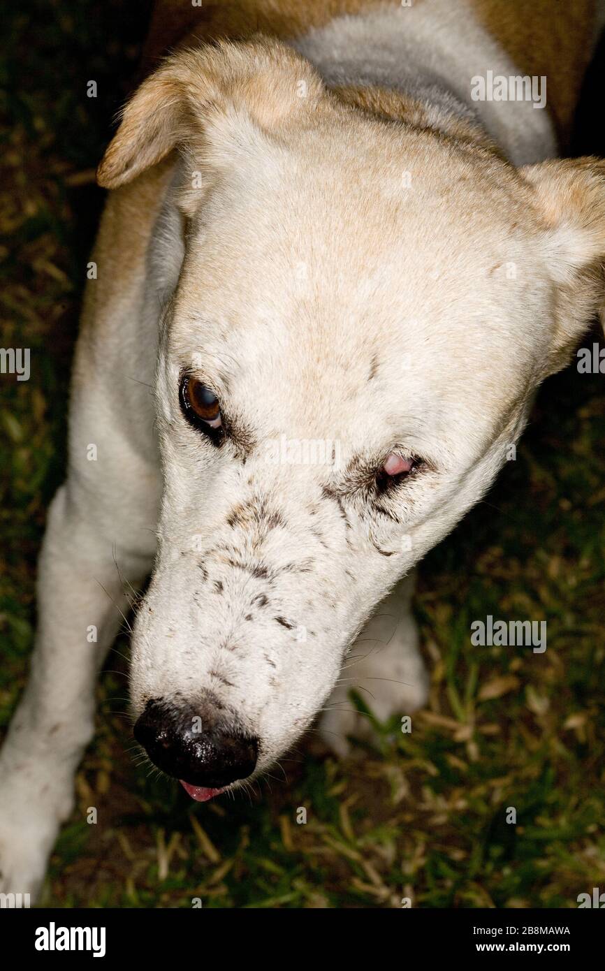 cicatriz no focinho de cachorro, provocada por unha de onça, cão ...