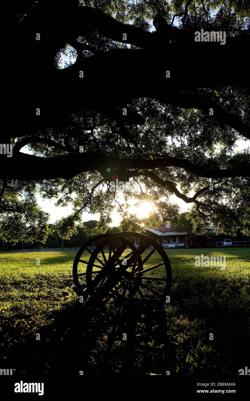 Sul tree trees wood hi-res stock photography and images - Alamy