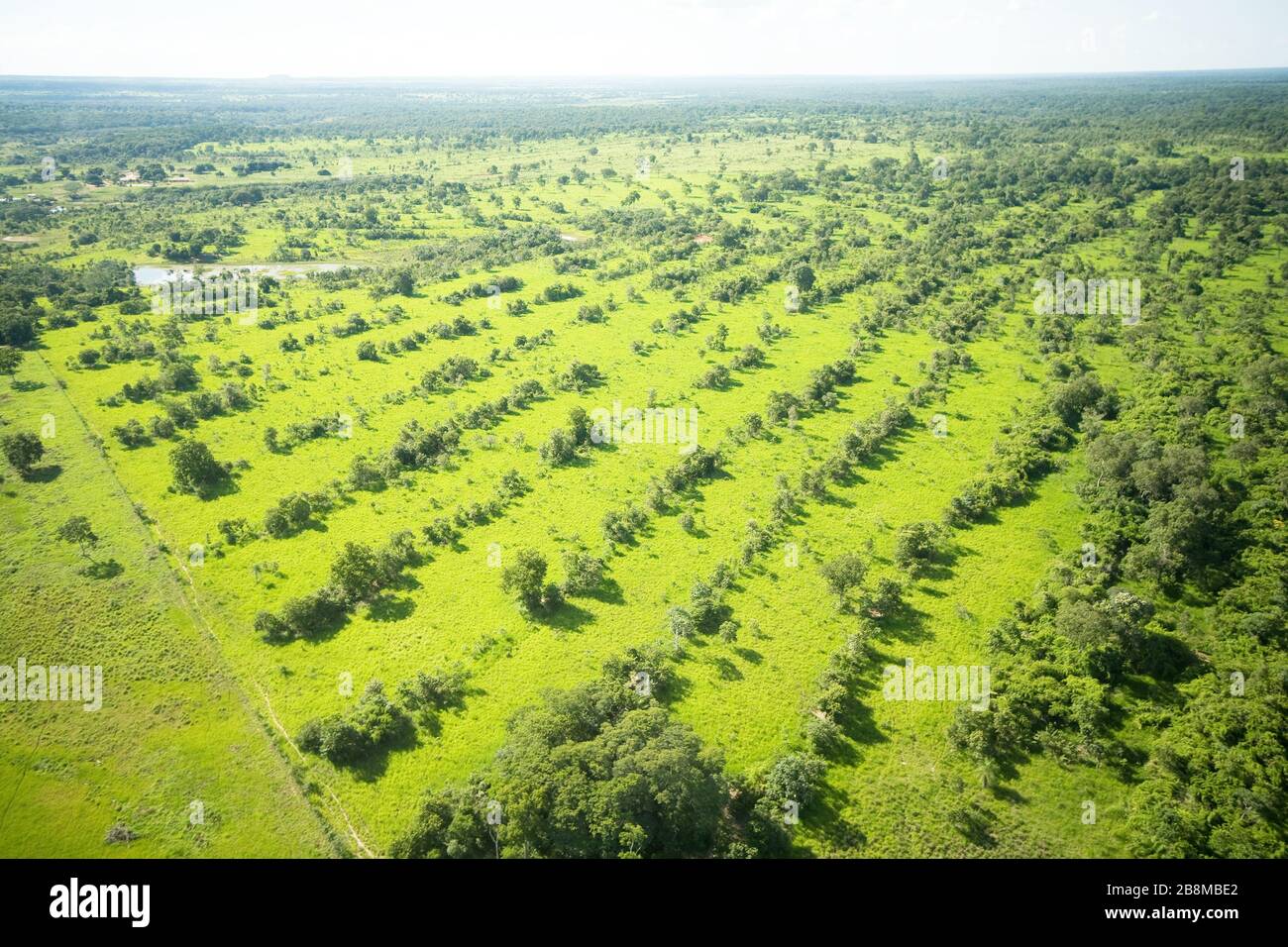 Sul tree trees plant plants hi-res stock photography and images - Alamy