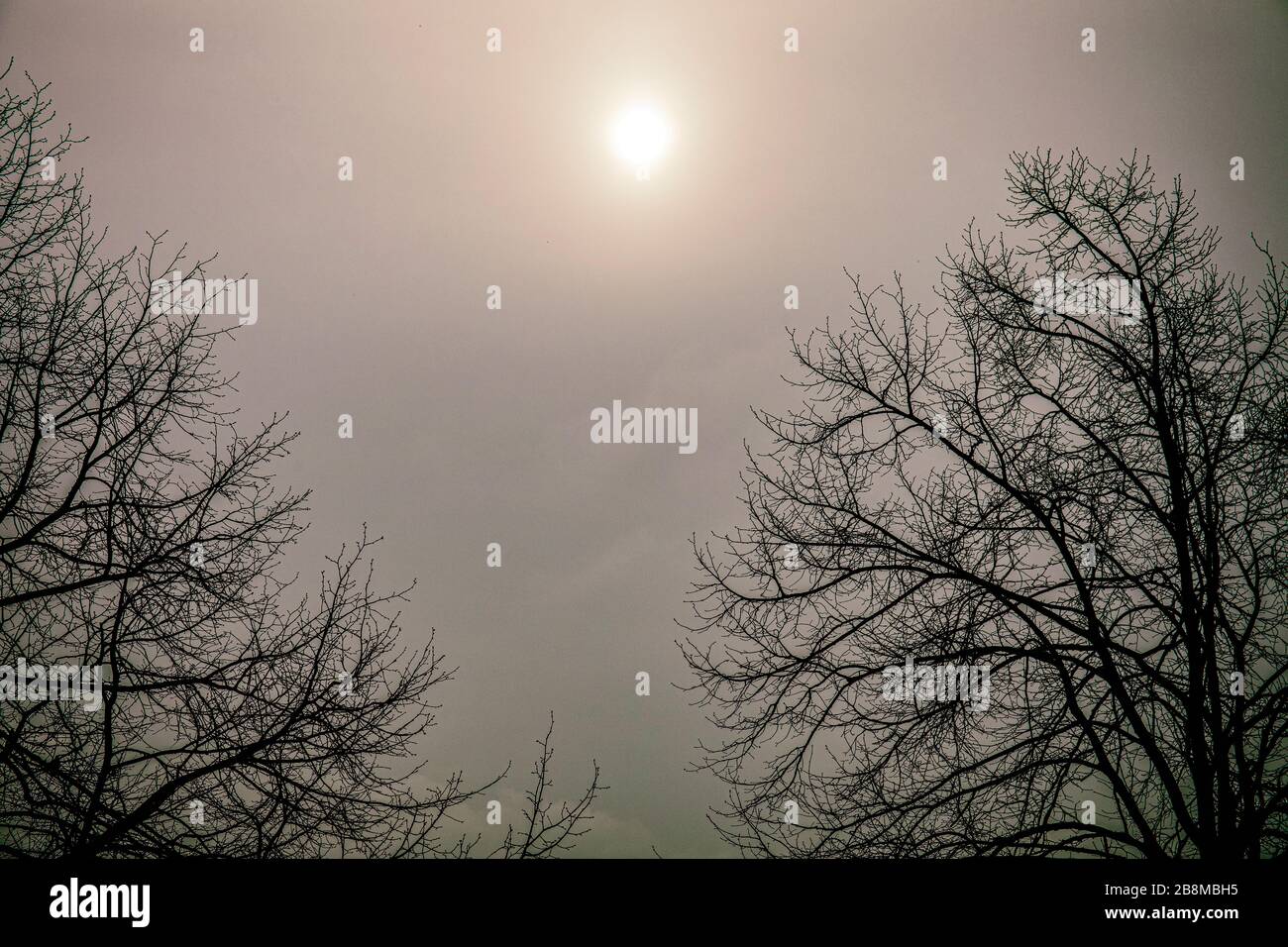 Early morning sun in fog with bare trees Stock Photo - Alamy