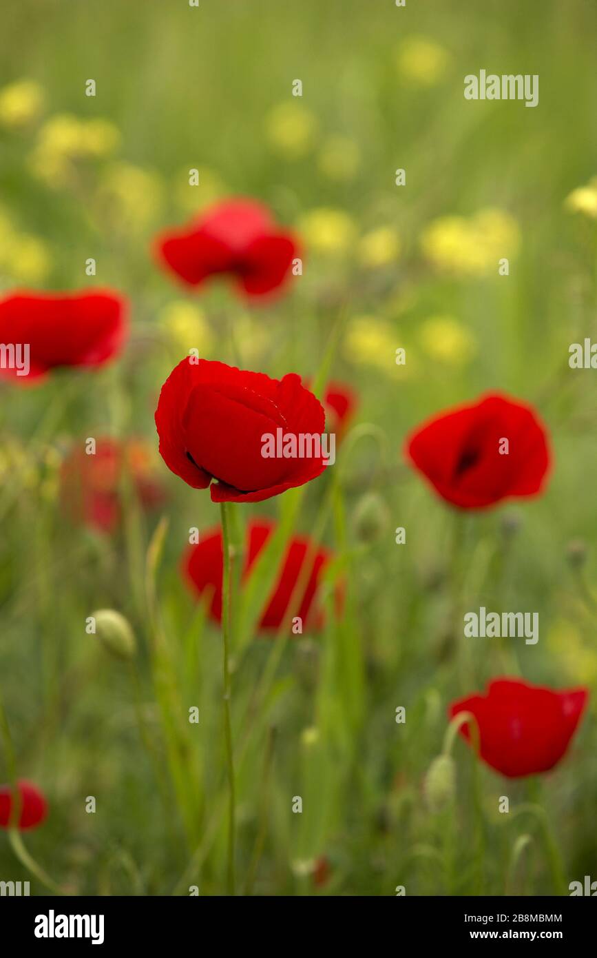 Close up poppy hi-res stock photography and images - Alamy