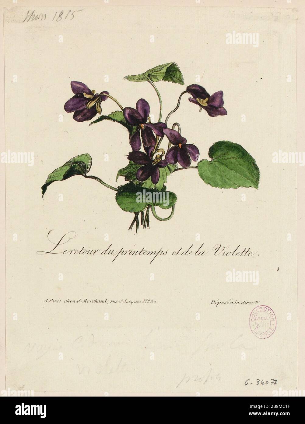 The return of spring and Violet. (IT Stock Photo - Alamy