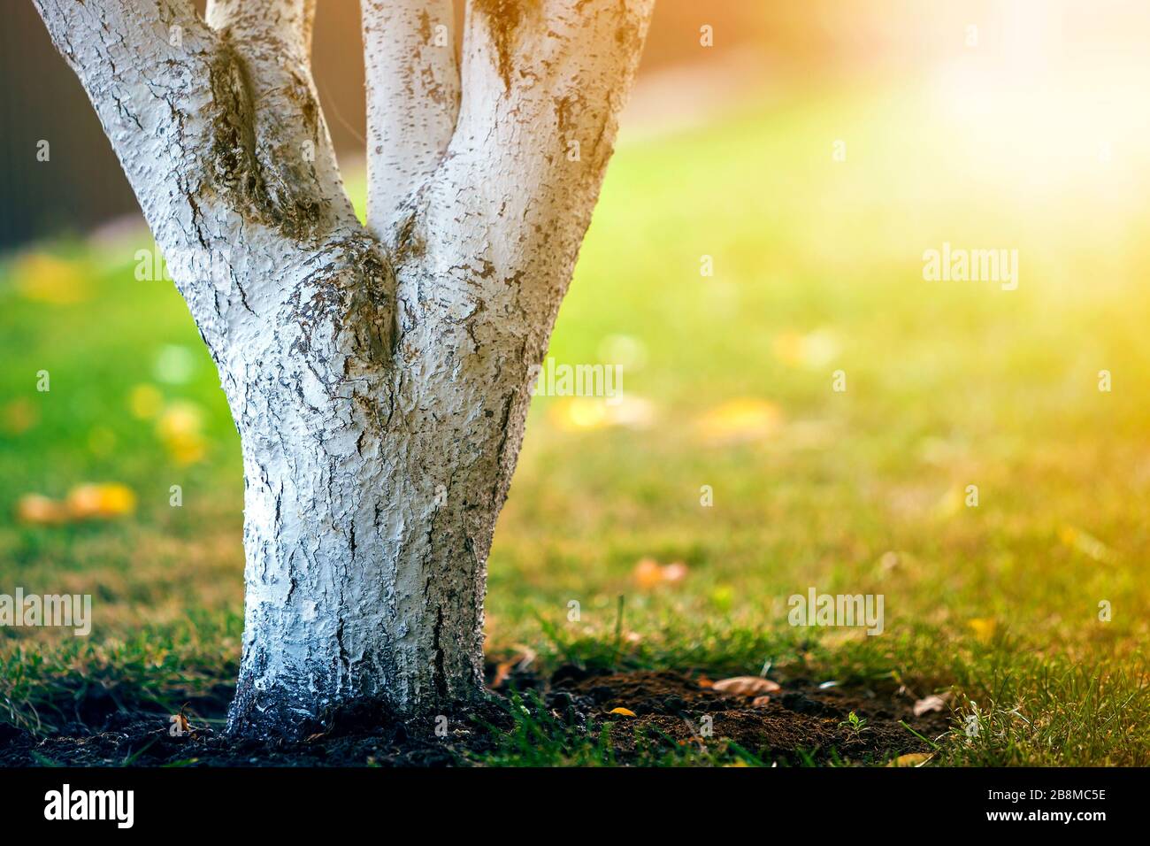 Whitewashed bark of tree growing in sunny orchard garden on blurred ...