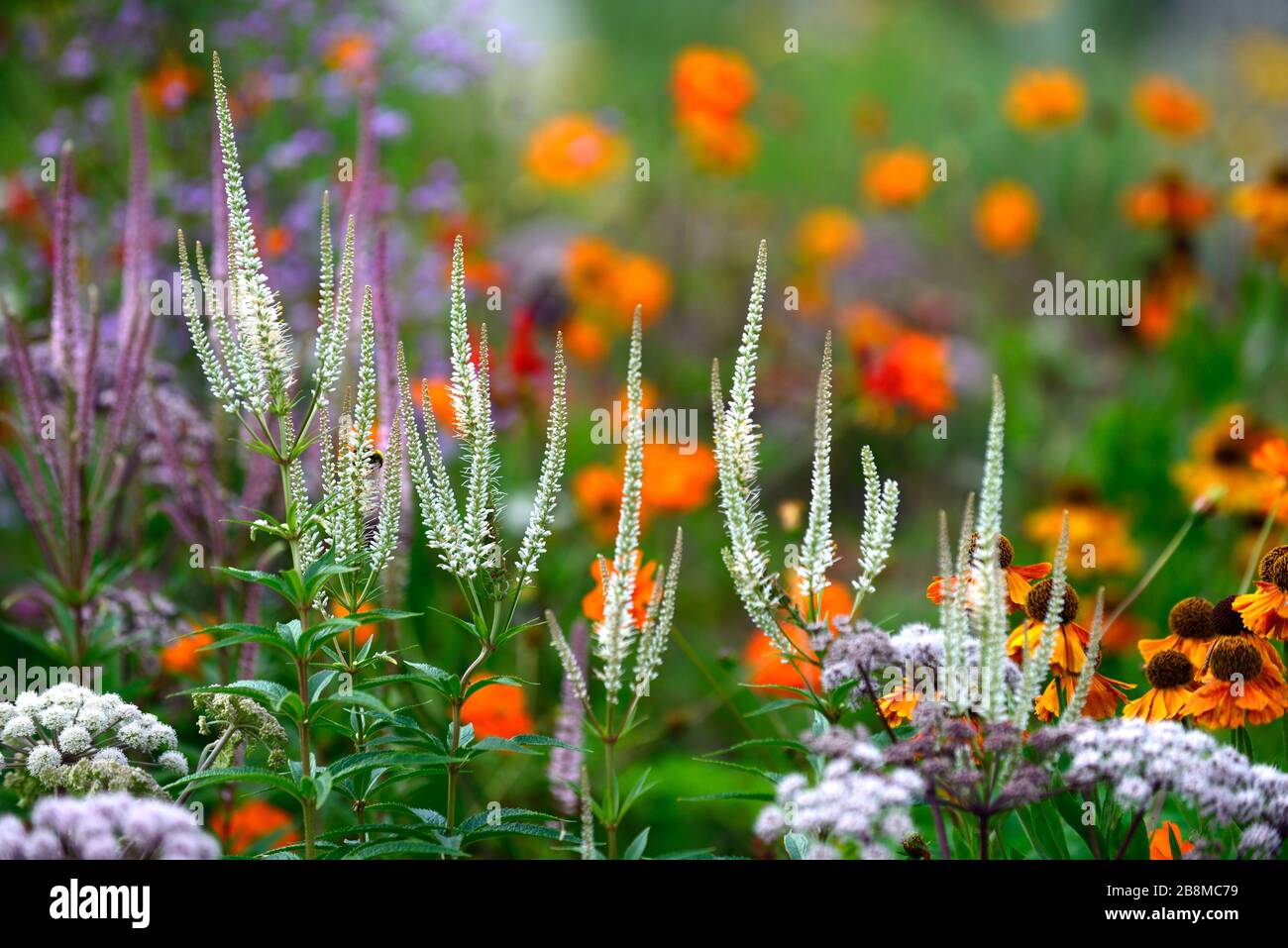 Veronicastrum virginicum,geum totally tangerine,helenium,white orange ...