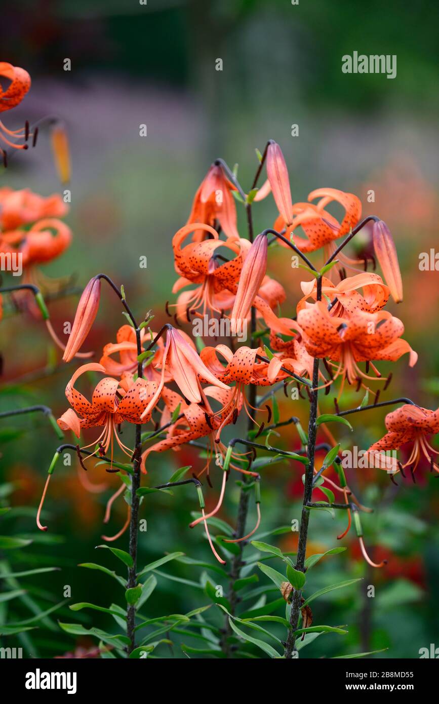 lilium lancifolium tigrinum splendens,orange flowers,speckled markings ...