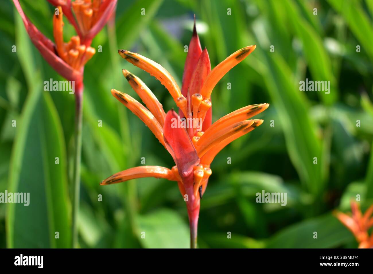 Sentosa island garden hi-res stock photography and images - Alamy