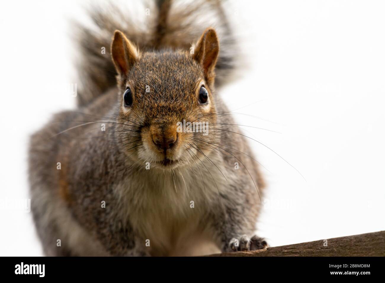 Squirrel looking forward hi-res stock photography and images - Alamy