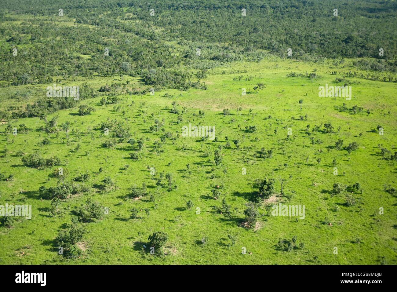 Sul tree trees plant plants hi-res stock photography and images - Alamy