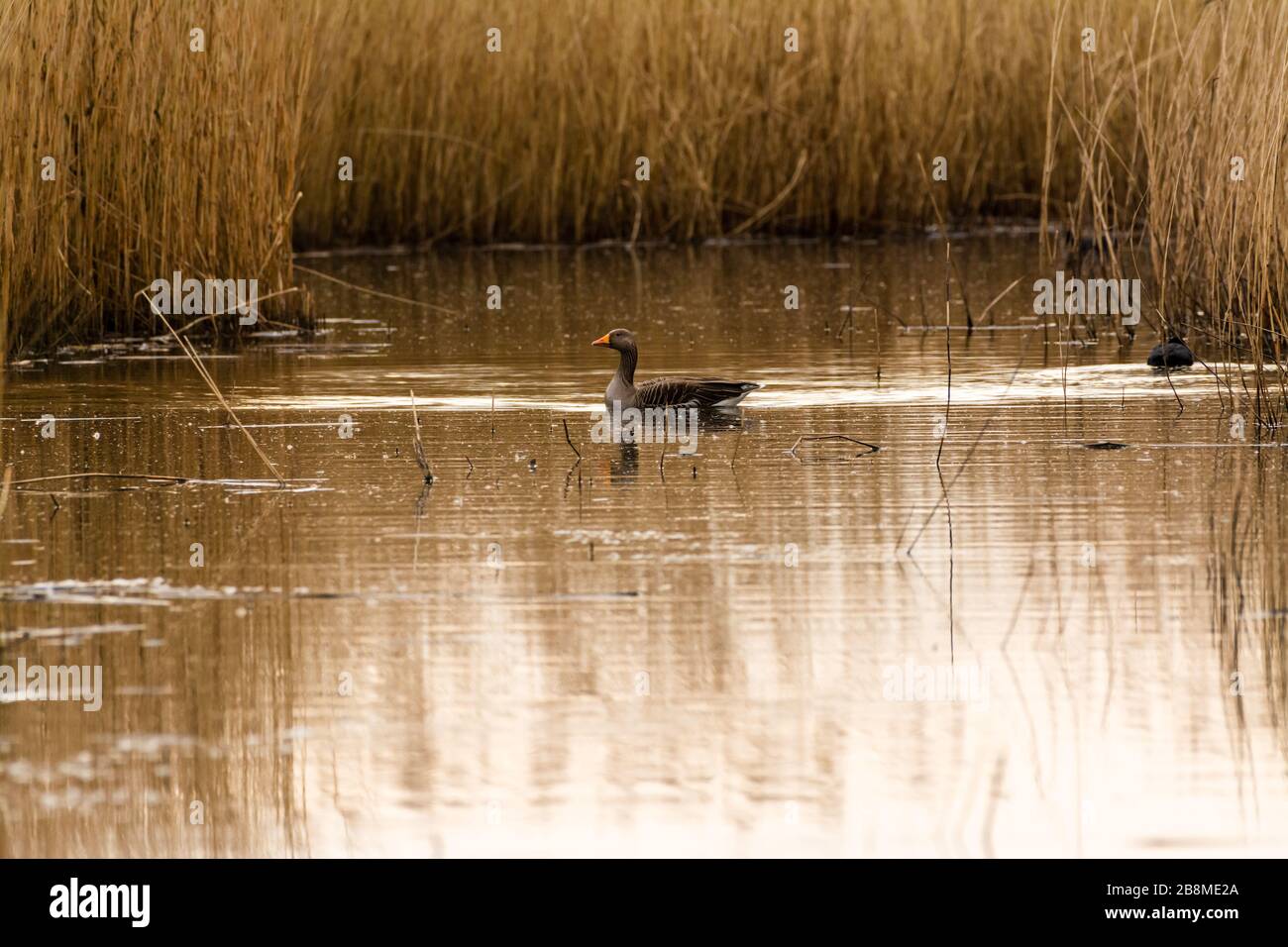Graylag goose swimming in the reed beds Stock Photo - Alamy