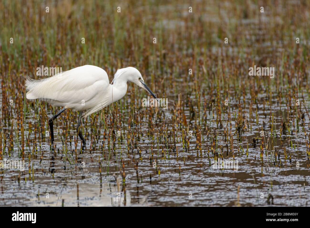 Animals of reed beds hi-res stock photography and images - Alamy
