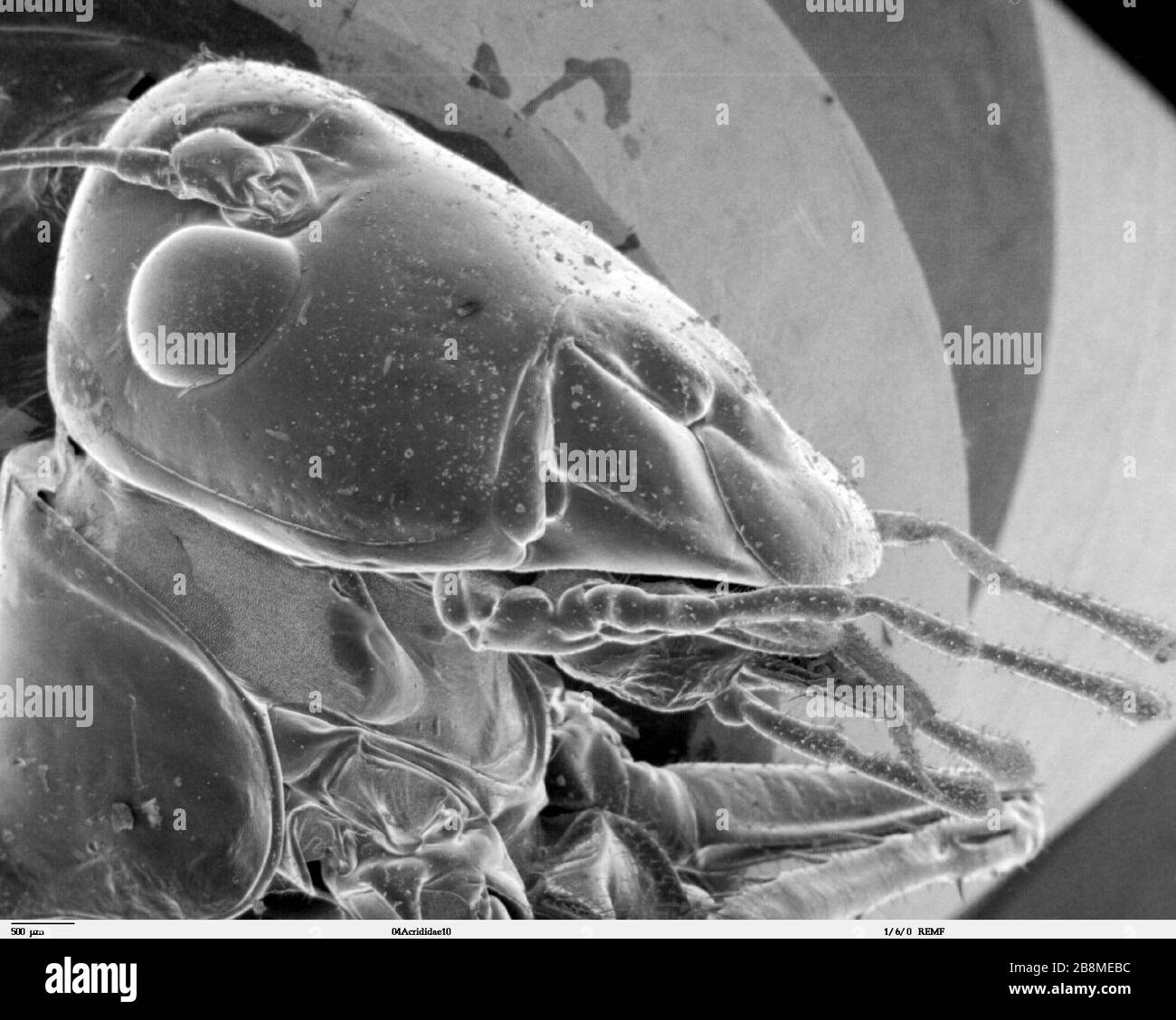 3 D Electron Microscope High Resolution Stock Photography and Images ...