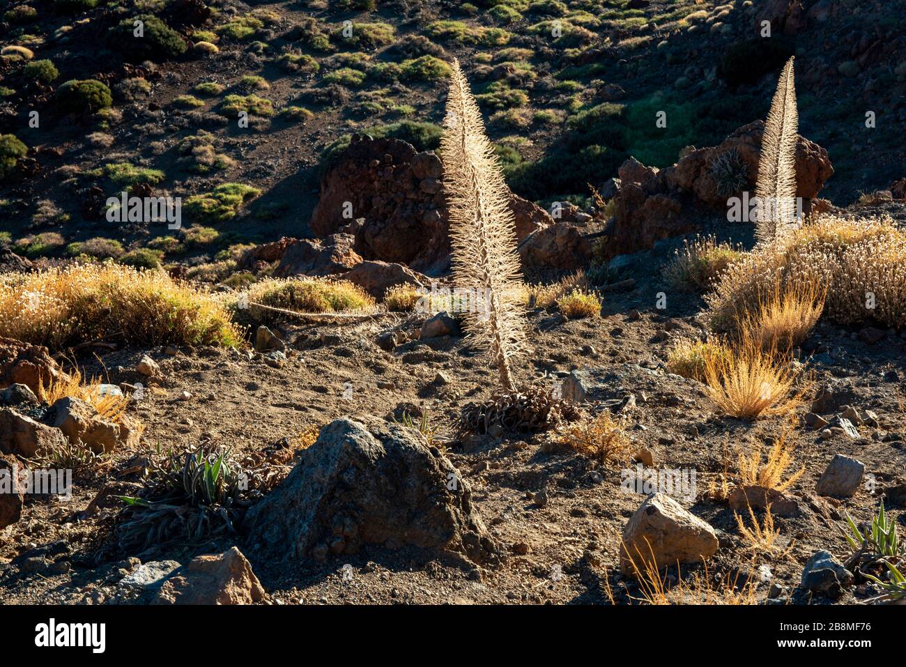Cactus plants tenerife island canaries hi-res stock photography and ...