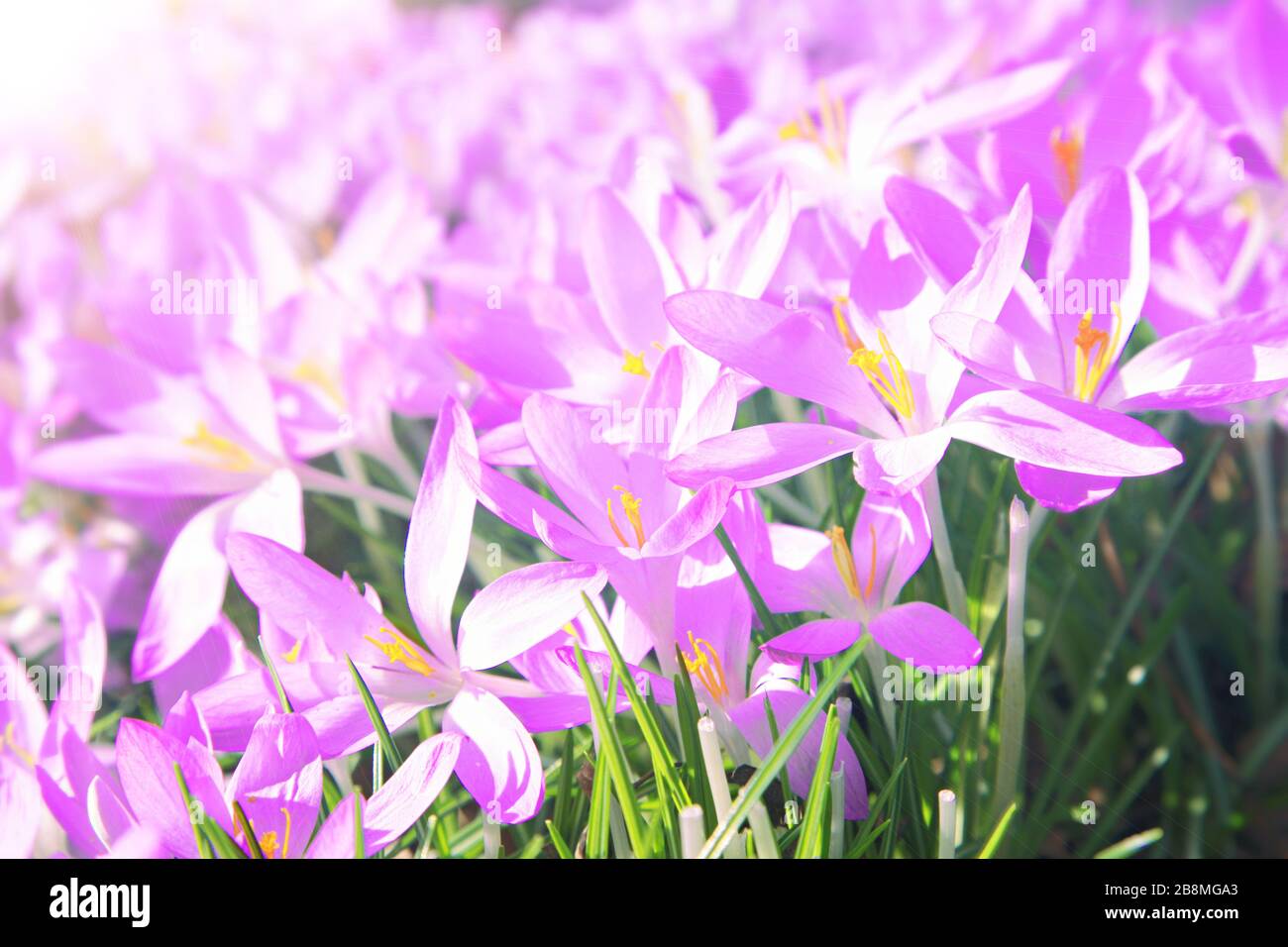 Beautiful crocuses growing through snow. First spring flowers Stock ...
