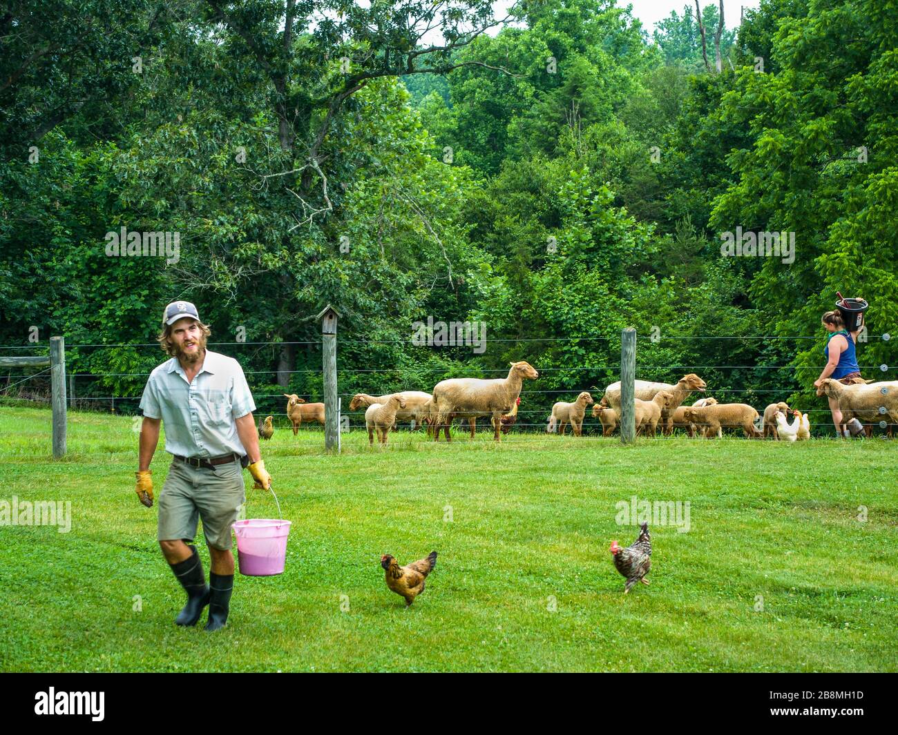 Farmer feeding chickens hi-res stock photography and images - Alamy