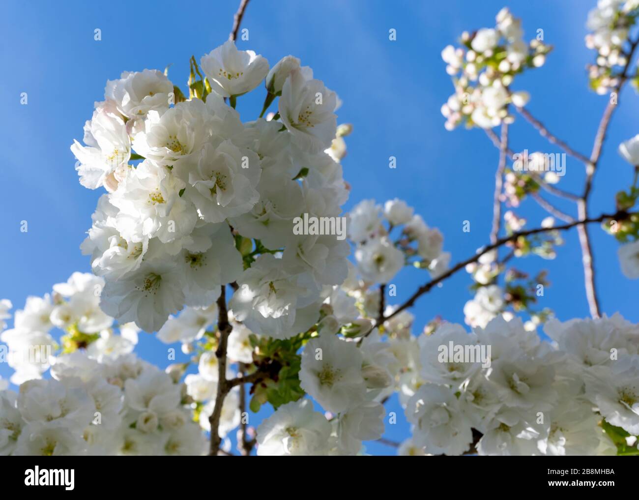 Spring blossom on a wild cherry tree (prunus avium Stock Photo - Alamy
