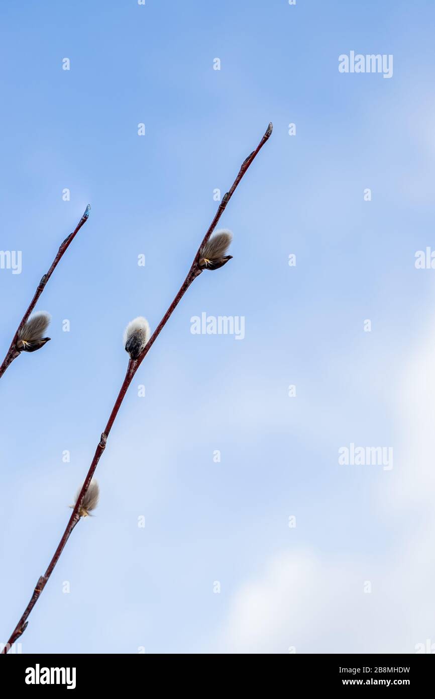 Branches with young willow inflorescences in spring morning on a ...
