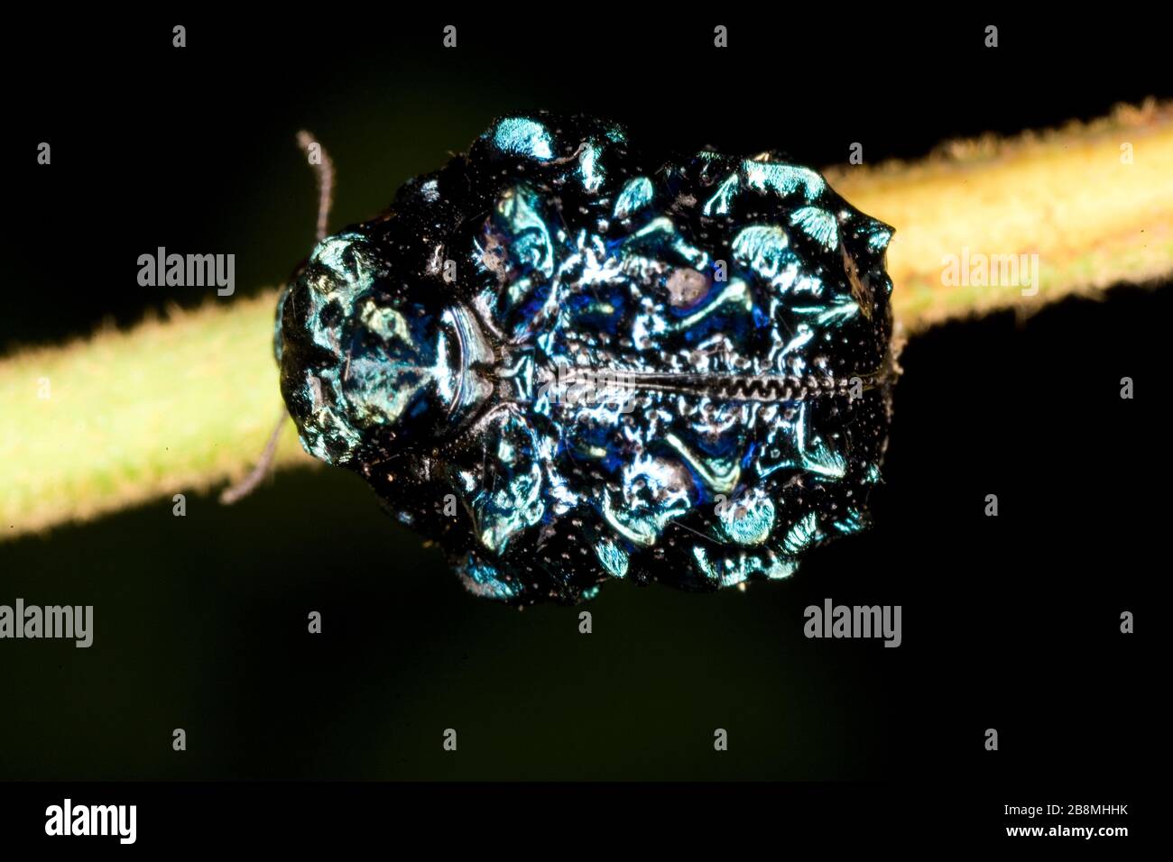 Besouro, Coleoptera, coleóptero, insecta, Beetle, Coleopteron, Insecta ...