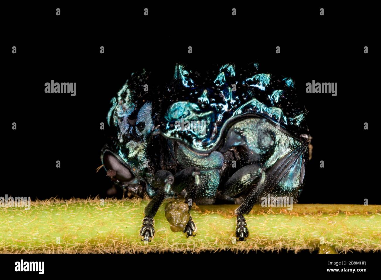 Ecosystem coleoptera hi-res stock photography and images - Alamy