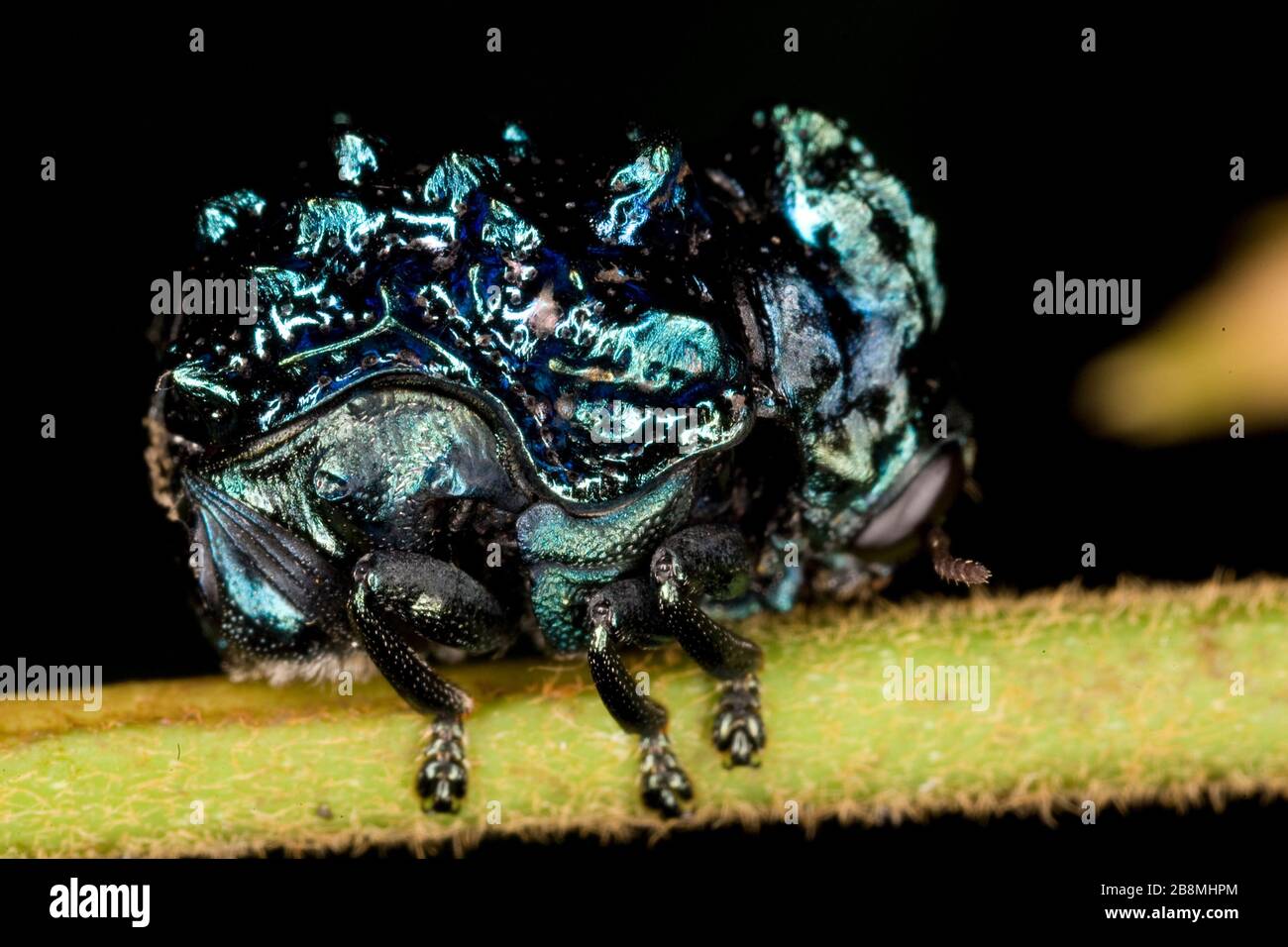 Besouro, Coleoptera, coleóptero, insecta, Beetle, Coleopteron, Insecta ...