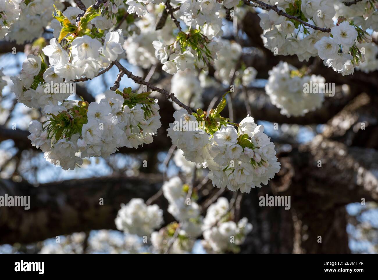 Wild Cherry Tree High Resolution Stock Photography and Images - Alamy