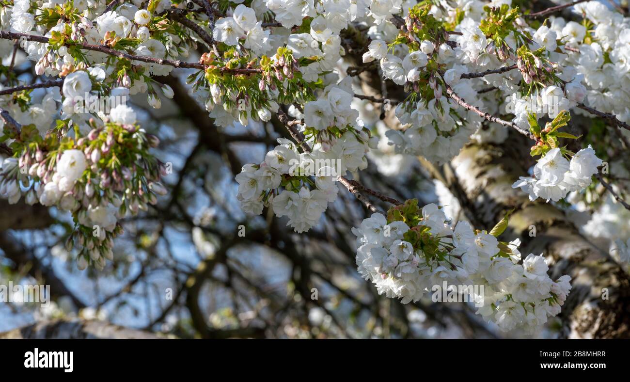 Wild cherry tree see hi-res stock photography and images - Alamy