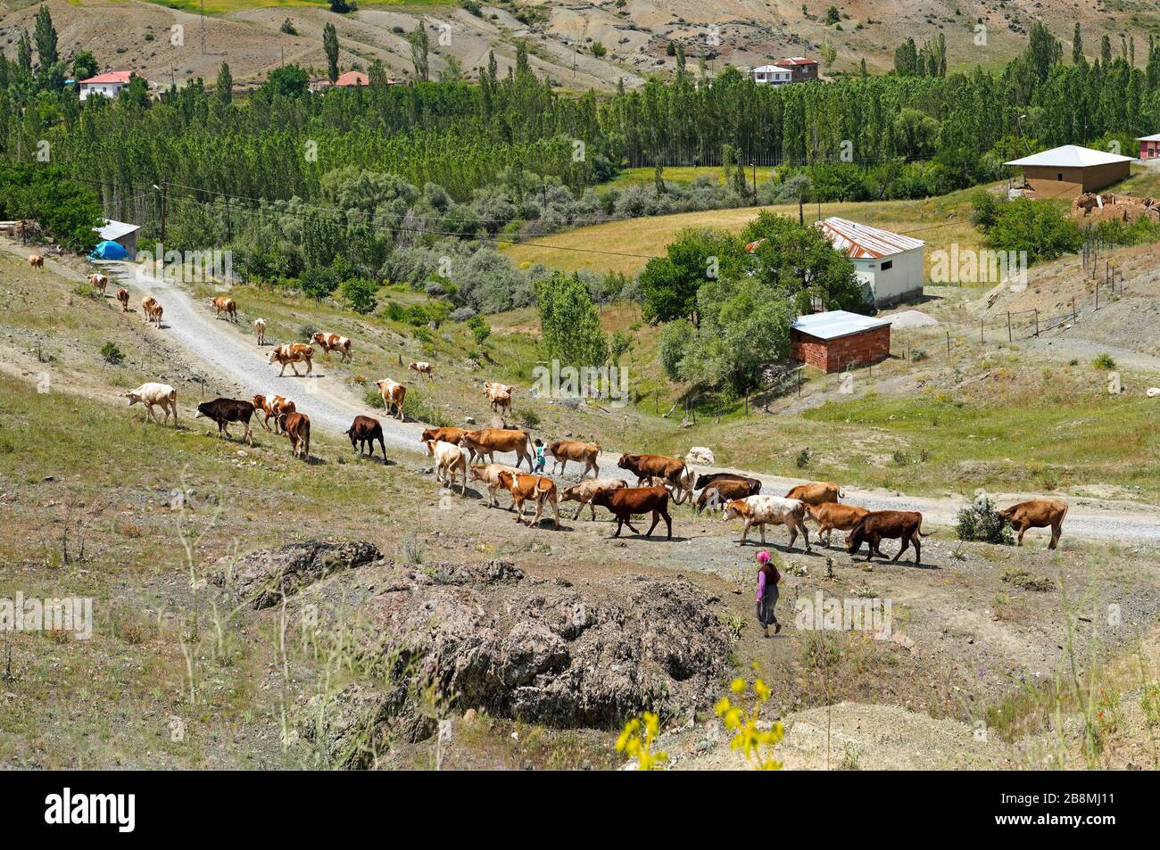 Cows are coming back home from pasture, Turkey Stock Photo - Alamy