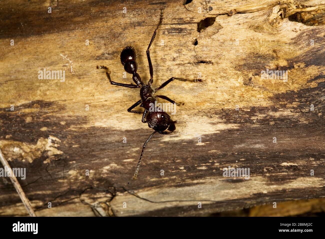 Ant tucandira hi-res stock photography and images - Alamy