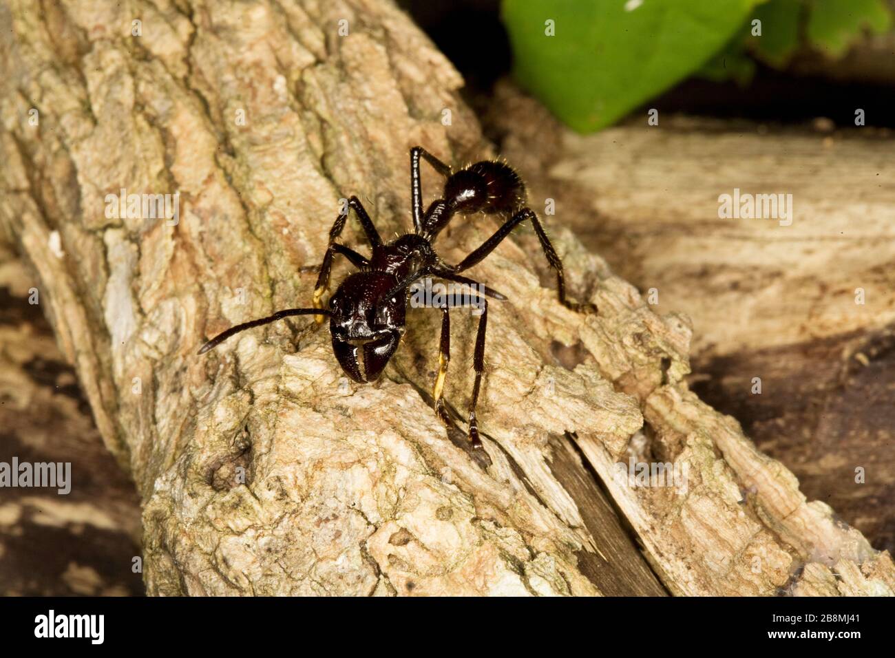 Ant tucandira hi-res stock photography and images - Alamy