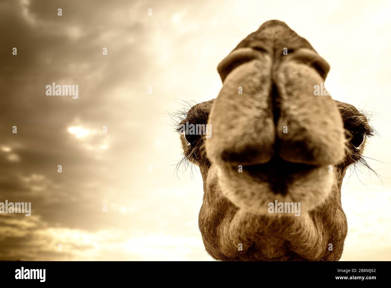 Middle east camel hi-res stock photography and images - Alamy