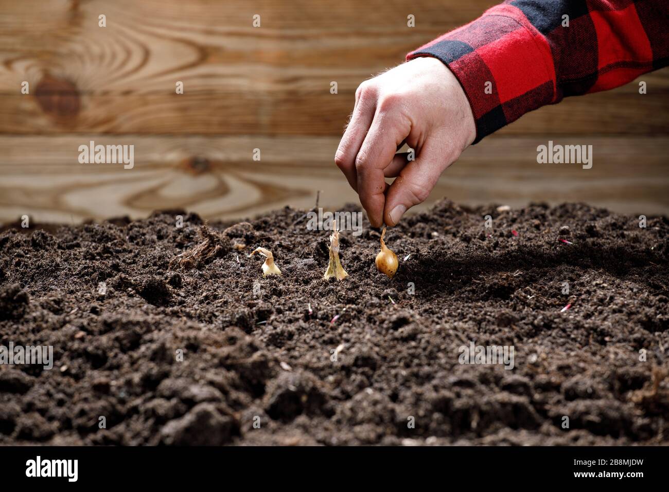Hand sowing a seeds of vegetable on healthy soil at garden ...