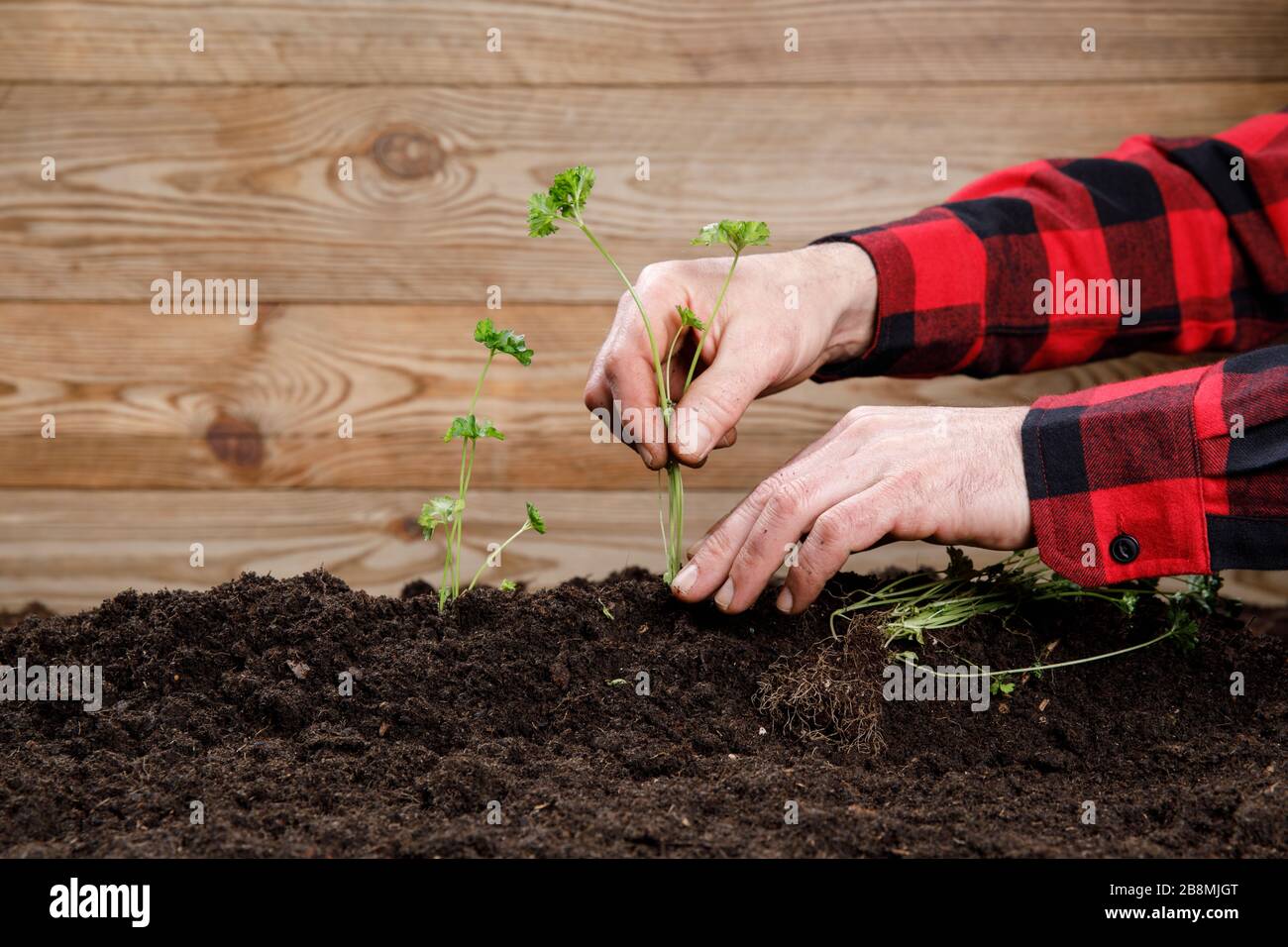 Hand sowing a seeds of vegetable on healthy soil at garden ...