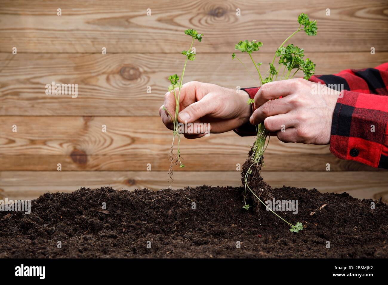 Hand sowing a seeds of vegetable on healthy soil at garden ...