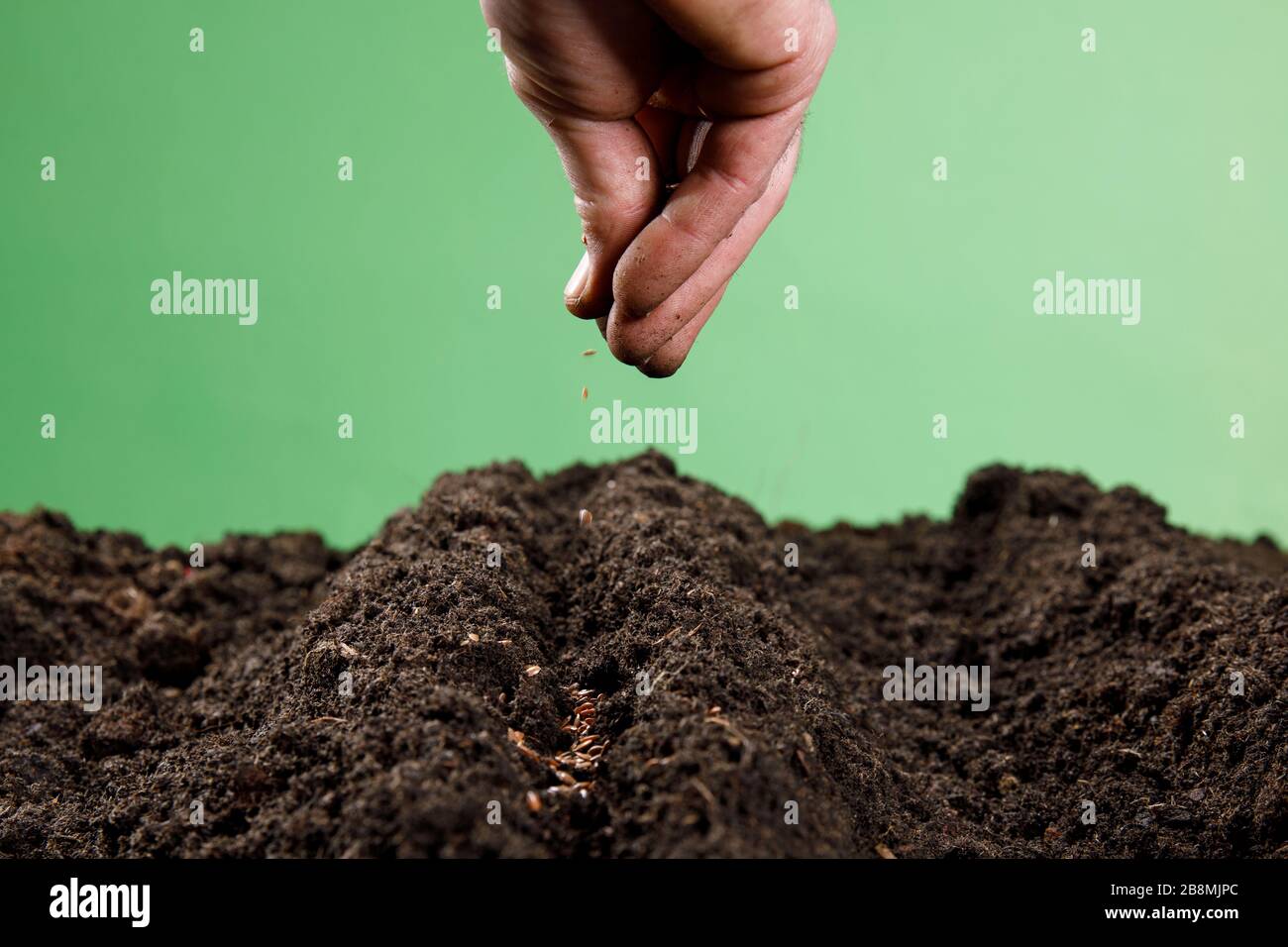 Hand sowing a seeds of vegetable on healthy soil at garden ...