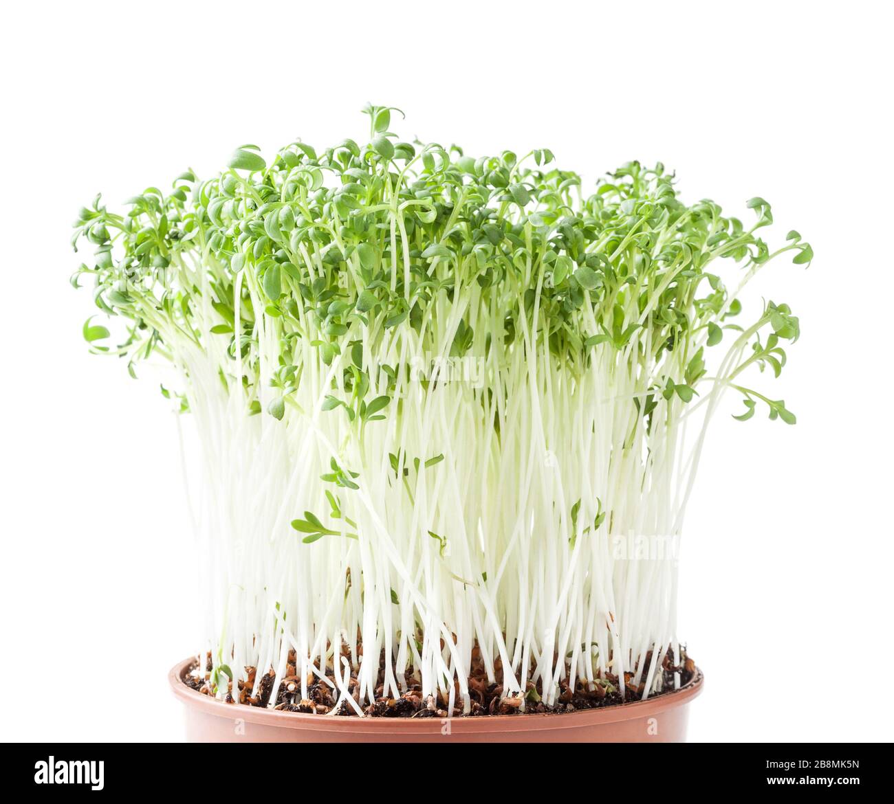 Growing micro greens garden cress sprouts isolated on white background ...