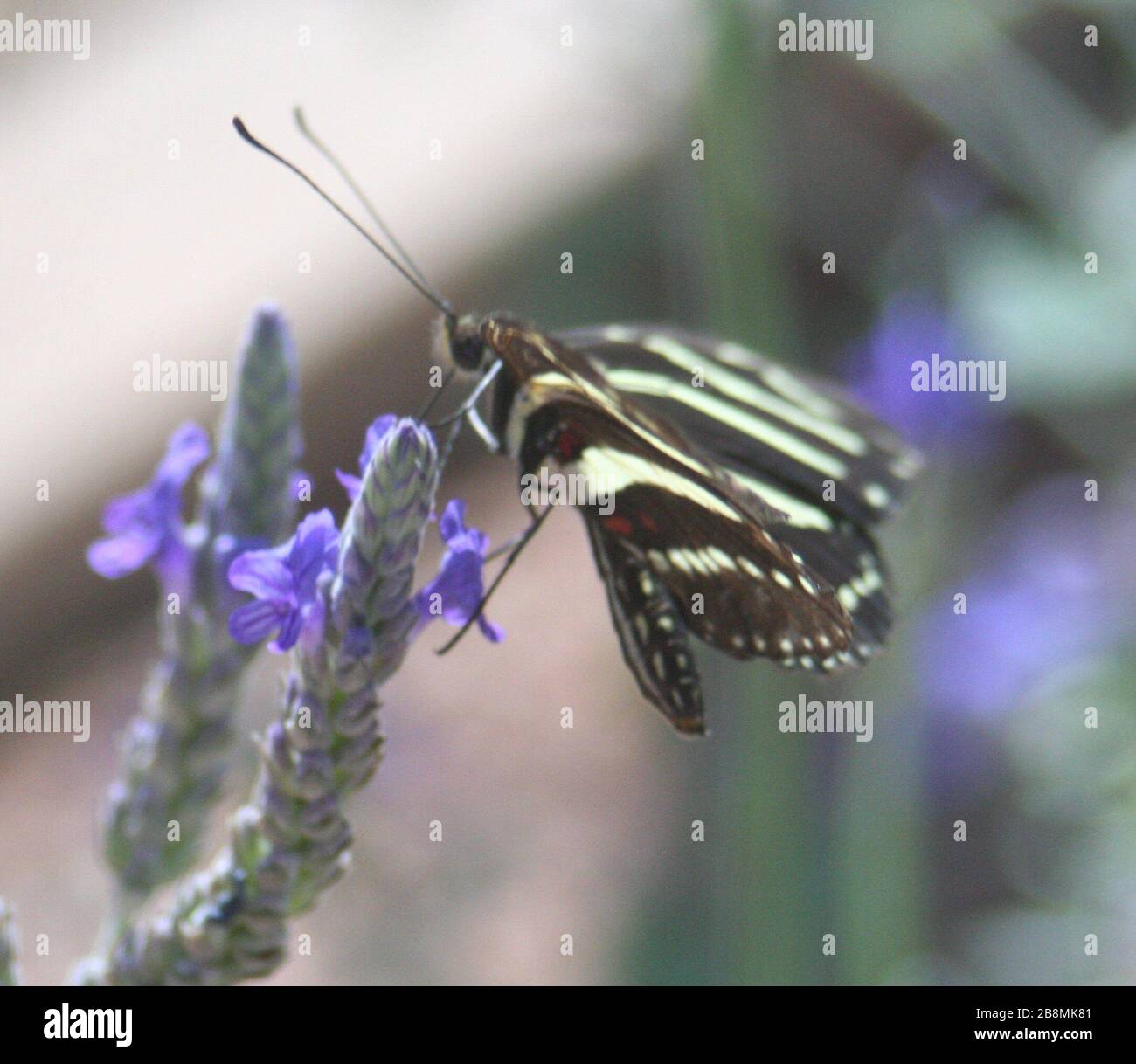 Dave Marshall High Resolution Stock Photography and Images - Alamy