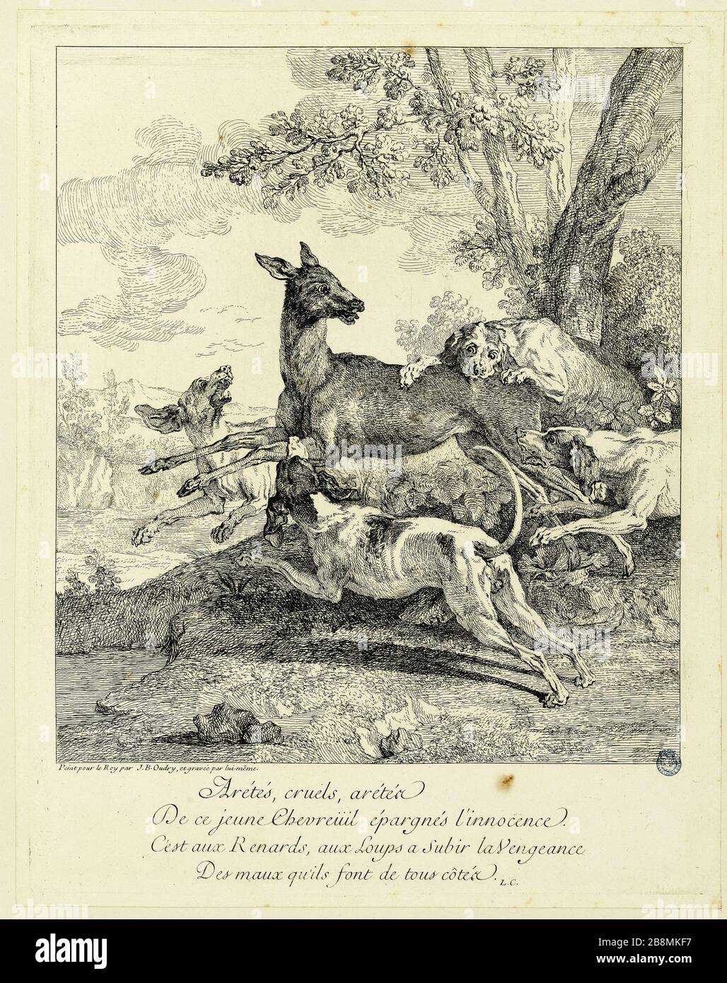 Portrait de chevreuil hi-res stock photography and images - Alamy