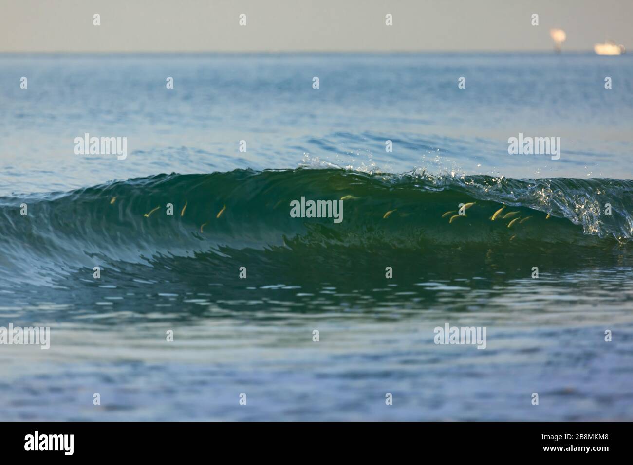 Small bait-fish swim in surf of the Gulf of Mexico along Lido Beach ...