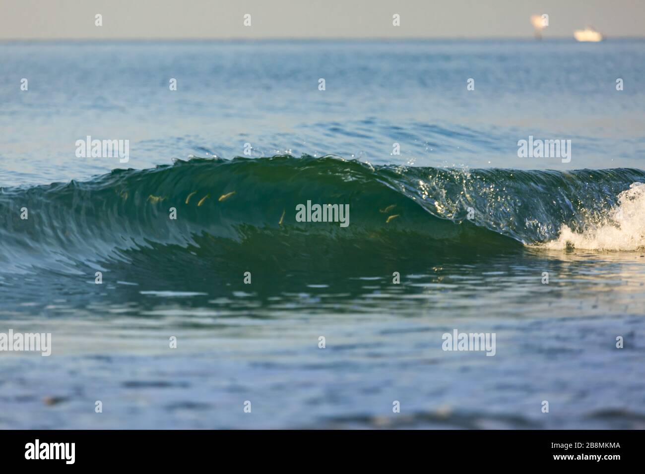 Small bait-fish swim in surf of the Gulf of Mexico along Lido Beach ...