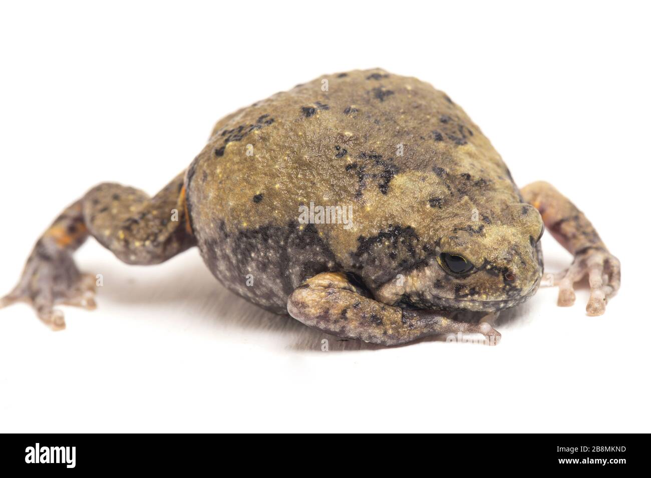 Banded bullfrog or Asian narrowmouth toads It also know chubby or ...
