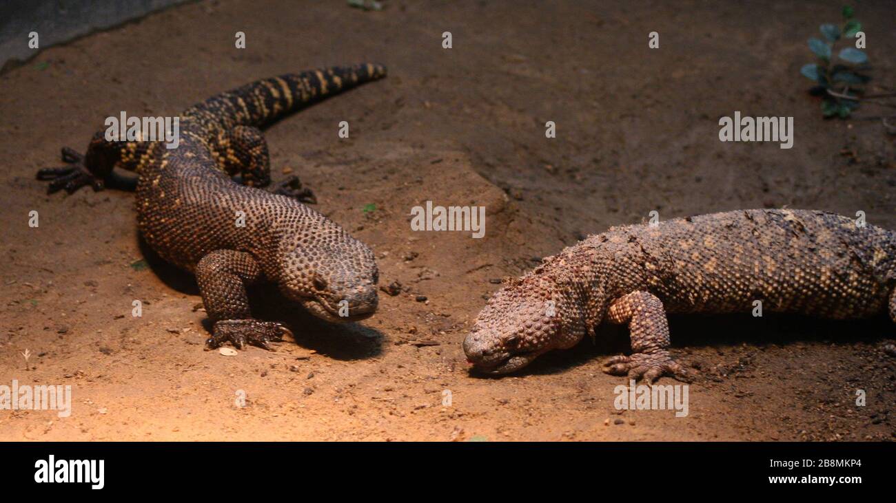 Mexican beaded lizards hi-res stock photography and images - Alamy