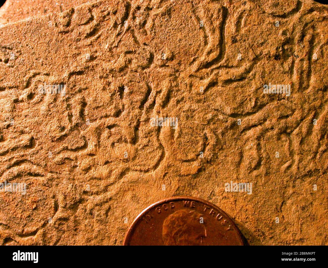 Trace fossil hi-res stock photography and images - Alamy