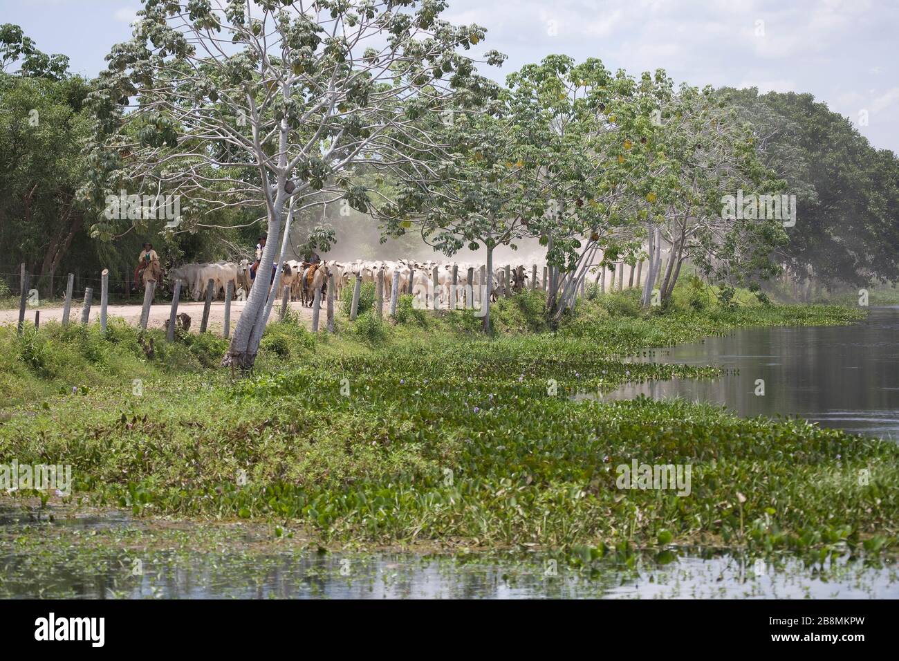 Cortege of Cattle, Peasant of Cowboy, Ox, Bos taurus, Corumbá, Mato ...