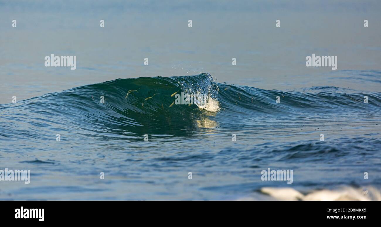 Small bait-fish swim in surf of the Gulf of Mexico along Lido Beach ...