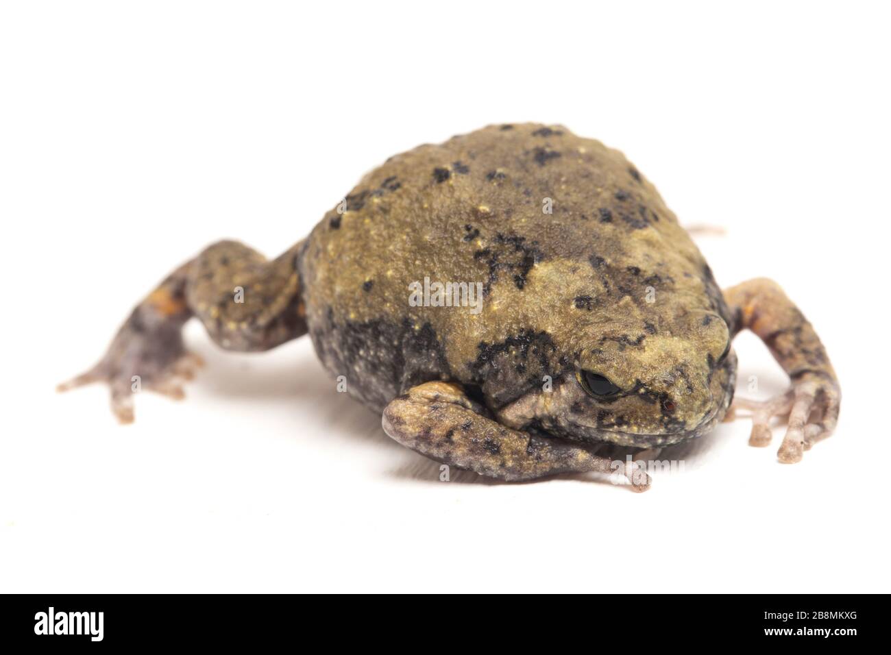 Banded bullfrog or Asian narrowmouth toads It also know chubby or ...