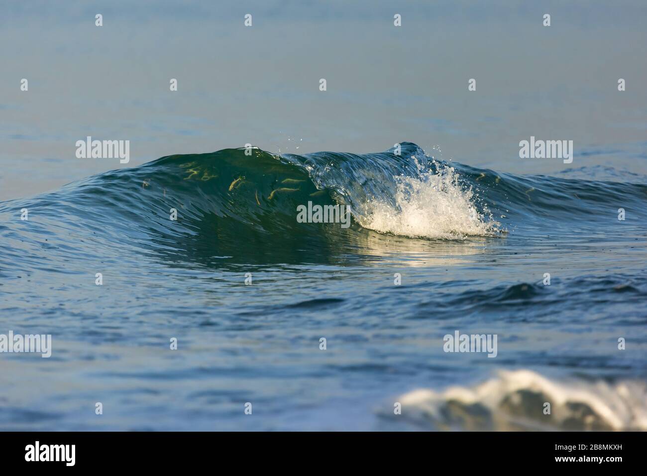 Small bait-fish swim in surf of the Gulf of Mexico along Lido Beach ...